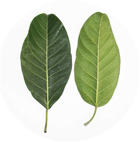 Ficus Callosa 硬皮榕 Monoecious 雌雄同