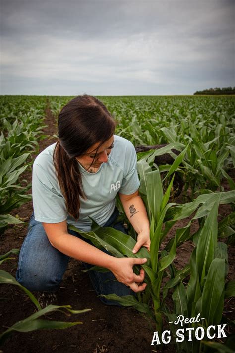 Tissue Sampling Corn 📸 𝗕𝗿𝗮𝗻𝗱 Michelle Mensing 𝗦𝘁𝗼𝗰𝗸 𝗣𝗵𝗼𝘁𝗼 67776