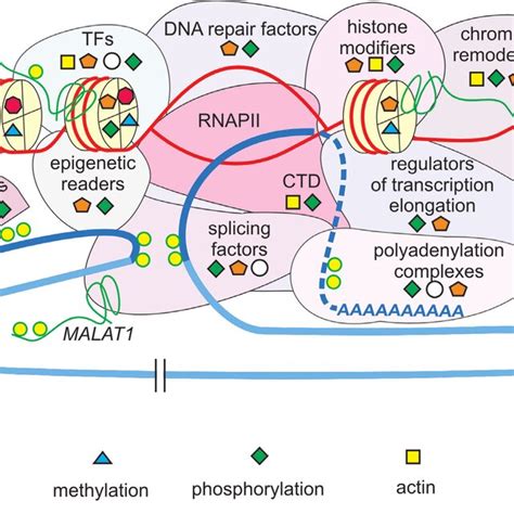 Serinearginine Rich Splicing Factors Localized In Nss Download