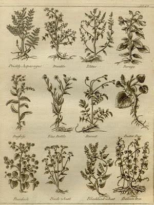 English Historical Fiction Authors The Herbal In England A Brief
