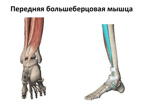 Поверхностная вентральная цепь презентация онлайн