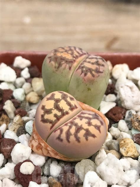 Shpr9450 Lithops Dorotheae 2 Heads Cactus Online