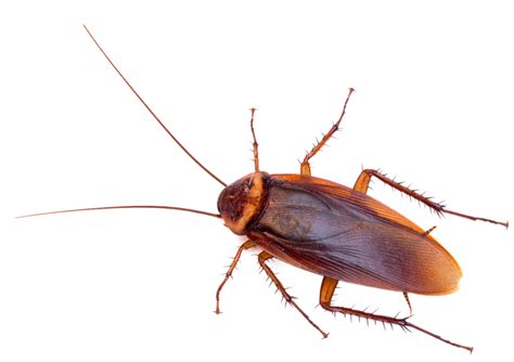 Get Rid Of Cockroach Guaranteed Top Rated Valora Pest Control