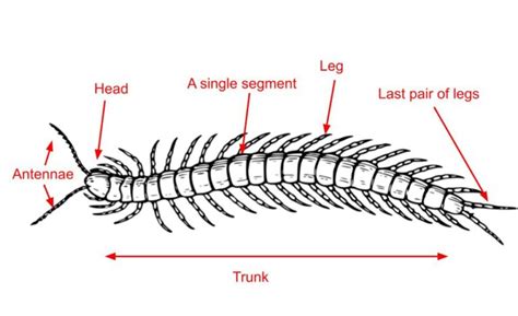 8 Bugs That Look Like Centipedes But They Arent