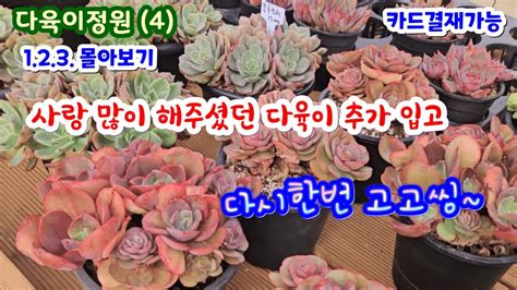 다육이정원 4 123편 몰아보기 예쁜 신상 군생들 가격은 대박이라요~ 라우렌시스 휴밀리스 홍옥 핑클루비 피치스앤크림 Youtube
