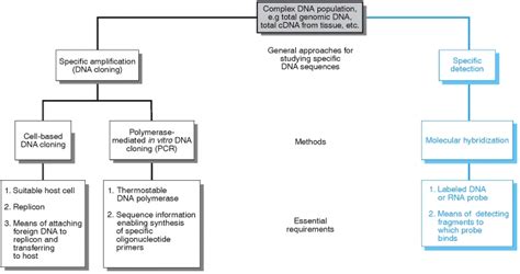 An Introduction Cell Based Dna Cloning Recdnatech