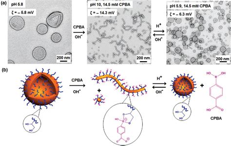 Figure 1 From Stimulus Responsive Block Copolymer Nano Objects And Hydrogels Via Dynamic