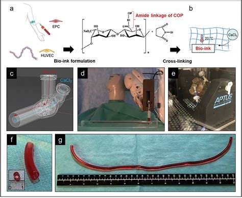 Manufacturing Of The Vascular Grafts And Design Of The 4d Bioprinting Download Scientific
