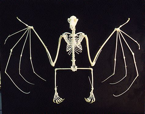 Bat Information Bat Skeleton Bat Mammals