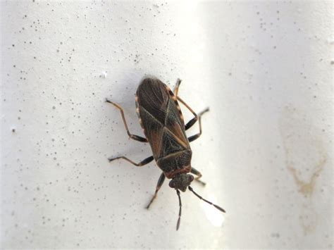 This Invasive Insect From The Mediterranean Is Now Infesting Utah Homes