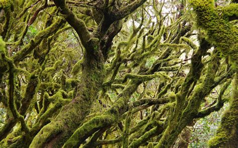 The Bizarre Trees That ‘milk Clouds And Start Lightning Storms
