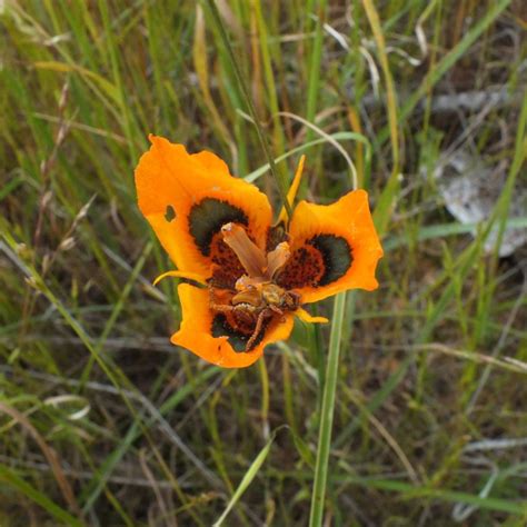 Moraea Tulbaghensis Seeds Buy Online