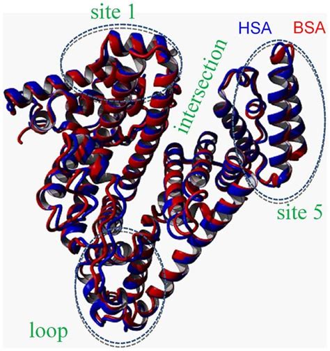 Crystal Structure Alignment Of Hsa And Bsa Hsa Without Fas Pdb Id Download Scientific