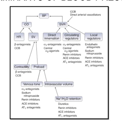 Pharmacology Of HTN Drugs Flashcards Quizlet