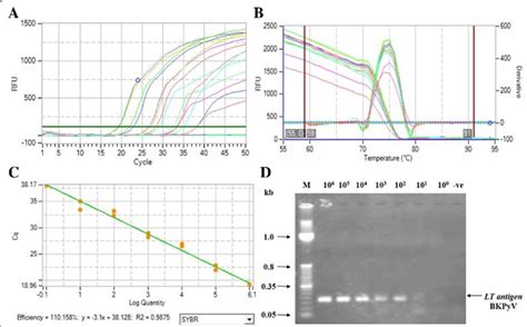 Amplification And Standard Curves For Bkpyv Dilutions A Standard Curve Download Scientific