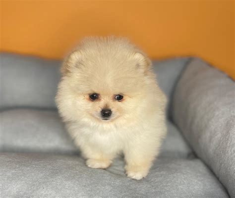 گالری عکس پامرانین خرسی فروشگاه اینترنتی پامر گروپ پامرانین