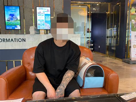 평택 2022 0035 코리안숏헤어 군밤 책임분양 유기묘무료입양사이트 비숑프리제파양 포메라니안파양 말티즈파양 말티푸파양 푸들파양 먼치킨파양 랙돌파양 브리티쉬숏헤어파양