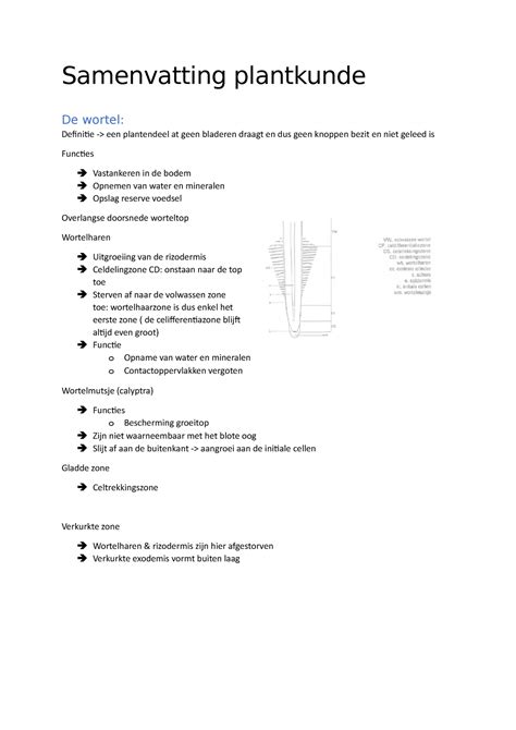 Samenvatting Plantkunde Examen Samenvatting Plantkunde De Wortel Definitie Een Plantendeel