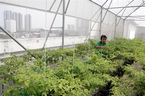 Pemanfaatan Atap Sebagai Lahan Berkebun