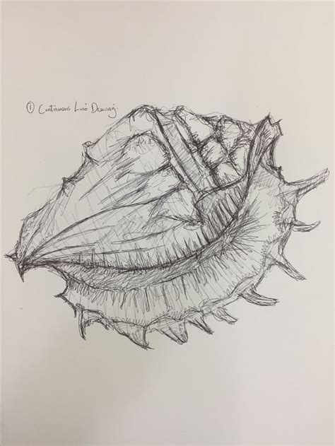 Continuous Line Shell In Black Biro Art Inspiration Sea Life Artwork