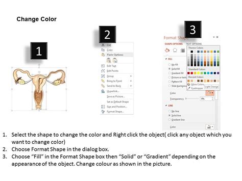 Female Reproductive System Medical Images For Powerpoint Graphics Presentation