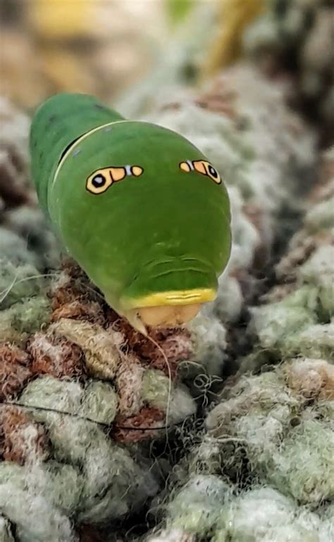 Eastern Tiger Swallowtail Caterpillar Eastern Tiger Swallowtail