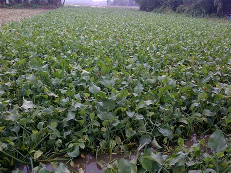 Usaha Pertanianku Budidaya Genjer