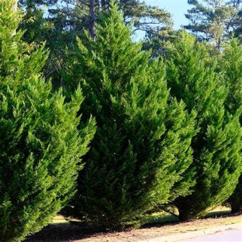 6 Best Trees For Privacy To Grow In Southern California PlantNative Org