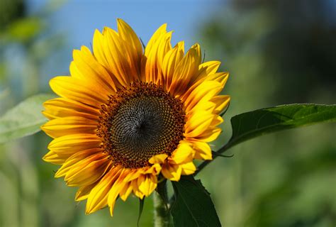 Desktop Wallpaper Sunflower Photos Download The Best Free Desktop