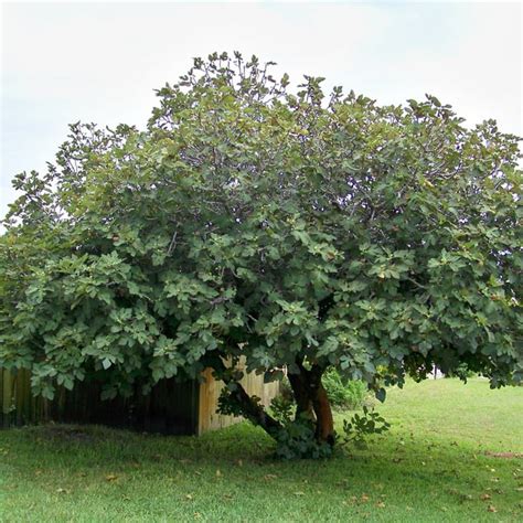 Fig Excel Yellow Fruit Trees Buy Now