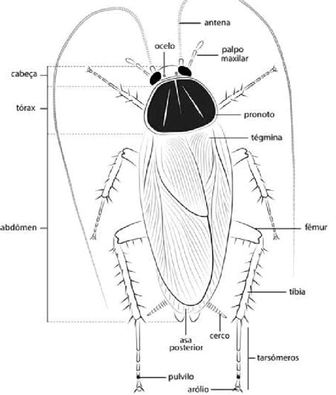 Morfologia Geral De Blattodea Visão Dorsal Download Scientific Diagram