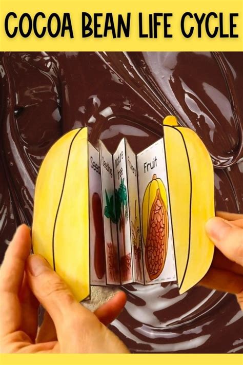 Life Cycle Of A Cocoa Bean Tree Foldable Activity And Printables For