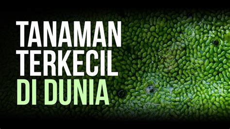 Tanaman Terkecil Wolffia Angusta Youtube