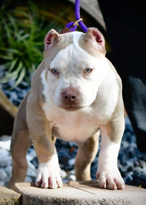 Black And White American Bully Puppies