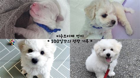 Bomlog 비숑프리제 먼지” 100일간의 성장 기록 반려견 성장 과정 Youtube