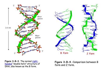 DNA Structure Function PPTX