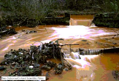 Ecologia Contaminacion Quimica Del Agua