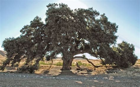 Types Of Oak Trees In California