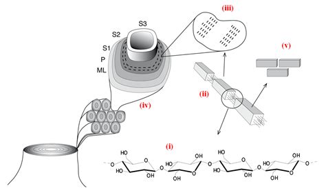 Crystalline Nanocellulose — Preparation Modification And Properties
