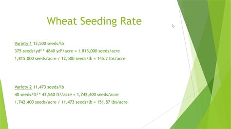 Calibrating Wheat Seeding Rate For Maximum Yield And Profit