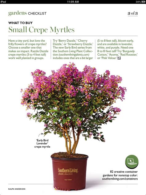 Crepe Myrtle Tree Planting Guide