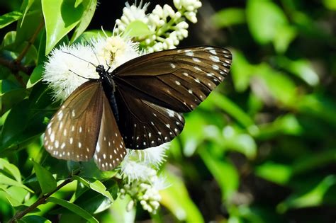 Borboleta Inseto Natureza Foto Gratuita No Pixabay Pixabay