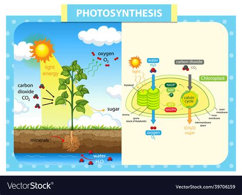 Plant Photosynthesis Cycle