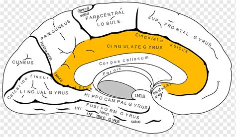 Anterior Cingulate Cortex Cerebral Cortex Deep Brain