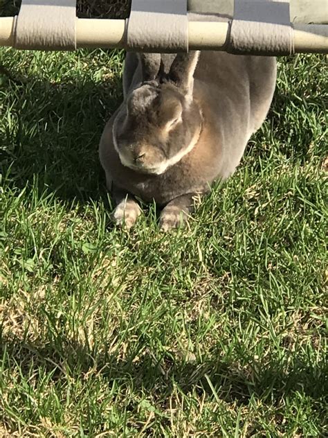 Bean Just Loafin Around Rrabbits