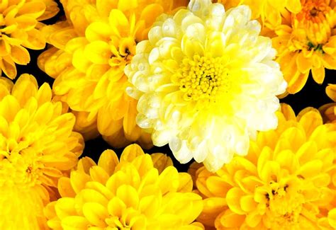 🔻 Скачати безкоштовно красиві заставка на робочий стіл Квіти Цвітіння Жовті для комп ютера