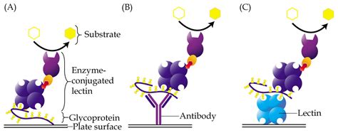 Lectins An Effective Tool For Screening Of Potential Cancer Biomarkers
