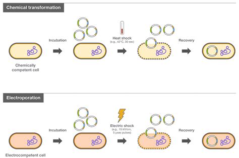 Competent Cells Market Forecast What You Need To Know Newstrail