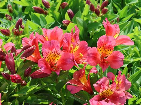 Inkalilie Little Miss Roselind Beste Sorten And Stauden Wissen