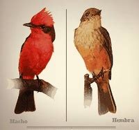 Sex In German English German Dictionary Glosbe